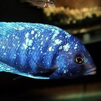 Kens Fish Reviews | 31 Reviews of Kensfish.com | ResellerRatings